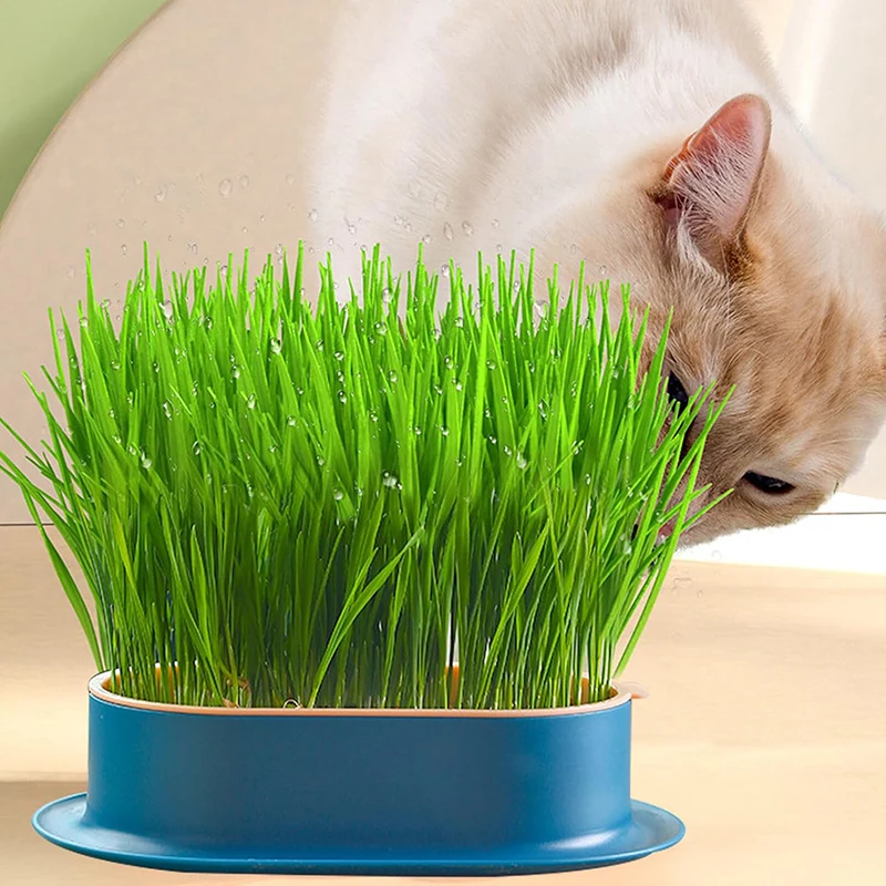New-Pet-Cat-Sprout-Dish-Growing-Pot-Hydroponic-Plant-Cat-Grass ...