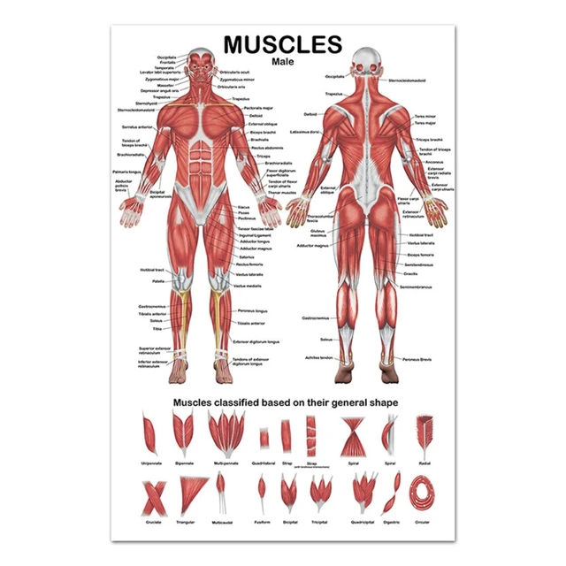 Back Muscles Anatomy Chart