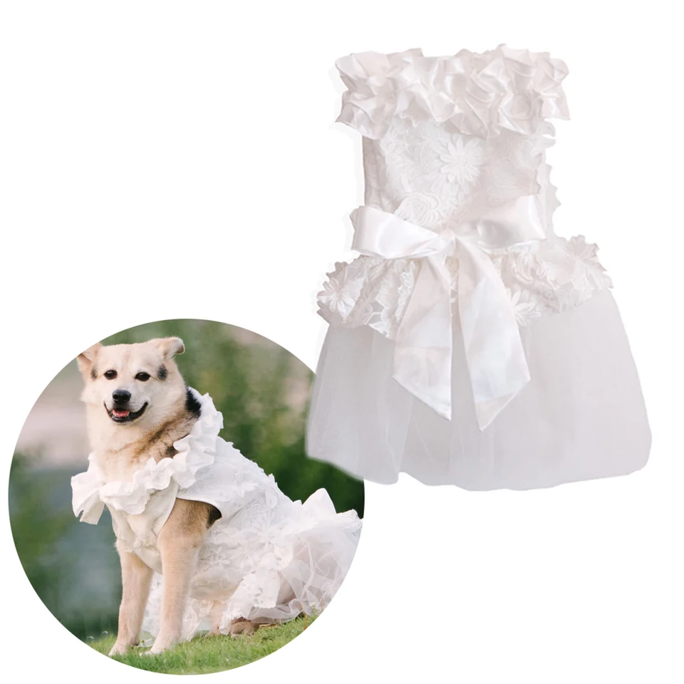 Boda De Perro Blanco