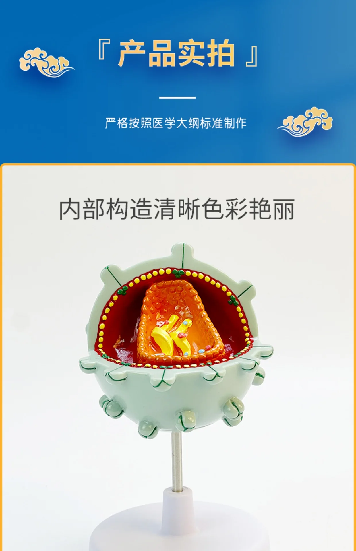 HIV cell model Human teaching Cytopathy model HIV cell structure ...