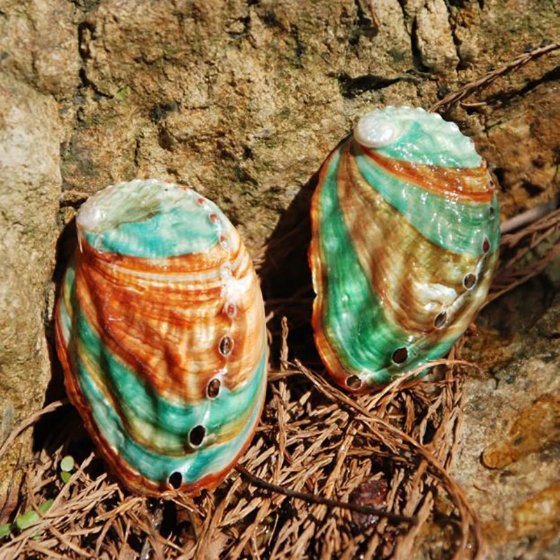 2pcs-Abalone-Shell-Conch-Shell-Fish-Tank-Landscape-DIY-Handmade ...