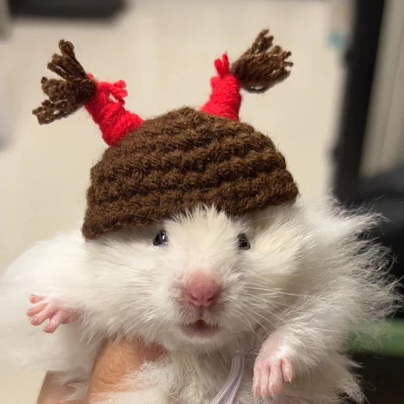 Hamsters In Costumes