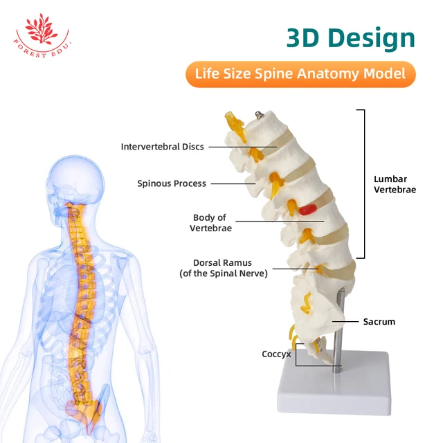 Lumbar Sacral Spine Anatomy Sacrum | Radiology Reference Article