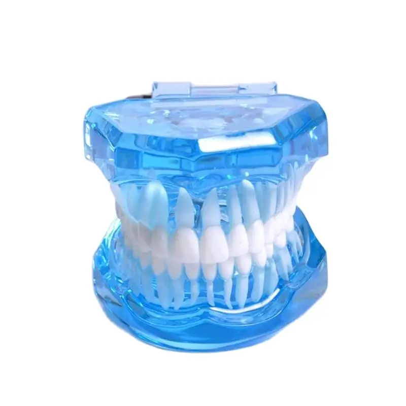 Dental-Teeth-M7001-Natural-size-Model-Half-Hinge-Practice-Teeth-Model ...