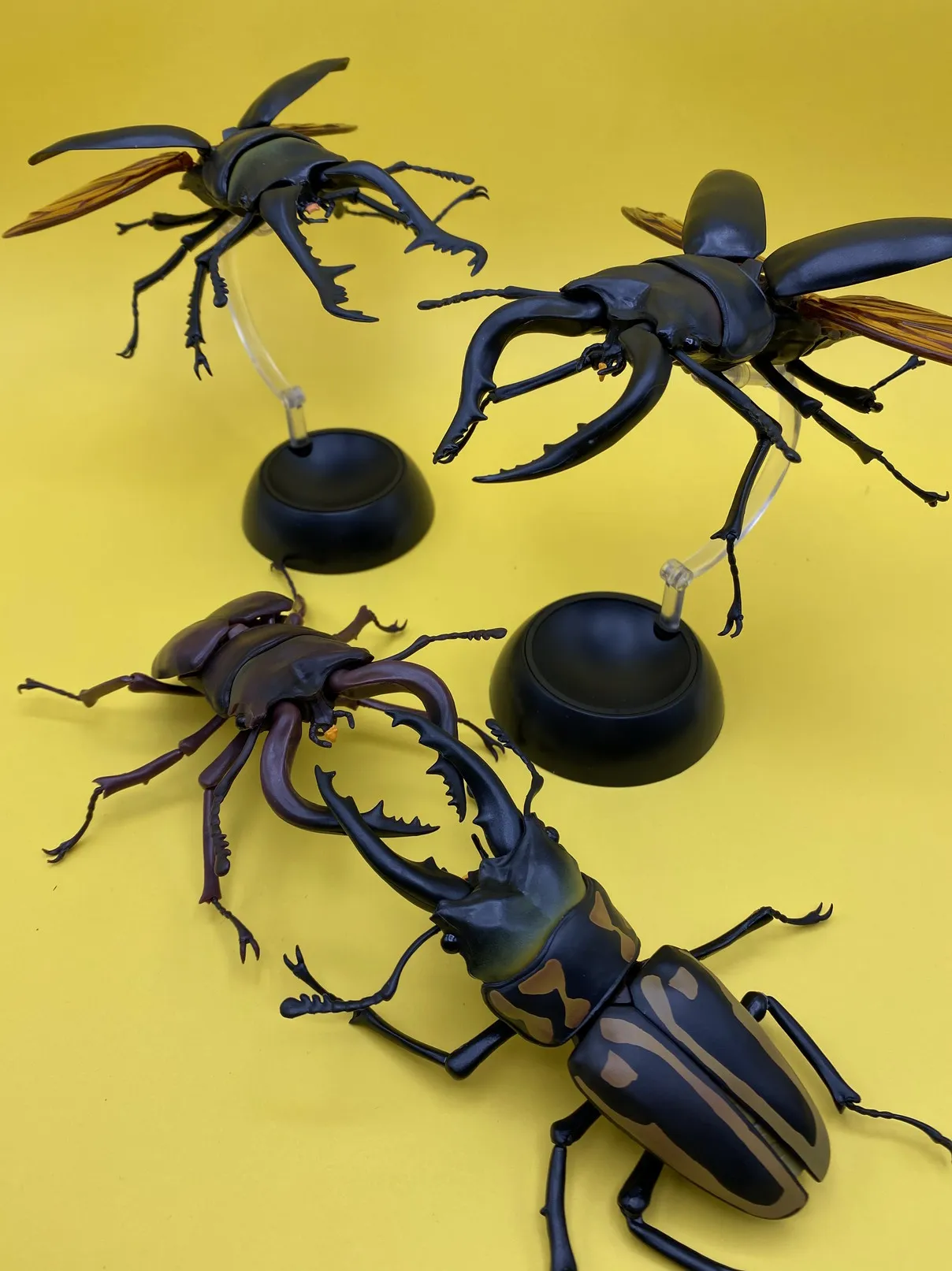 Biological-Stag-beetle-Kuwagata-Uang-Dynastes-Hercules-Assembled-Action ...