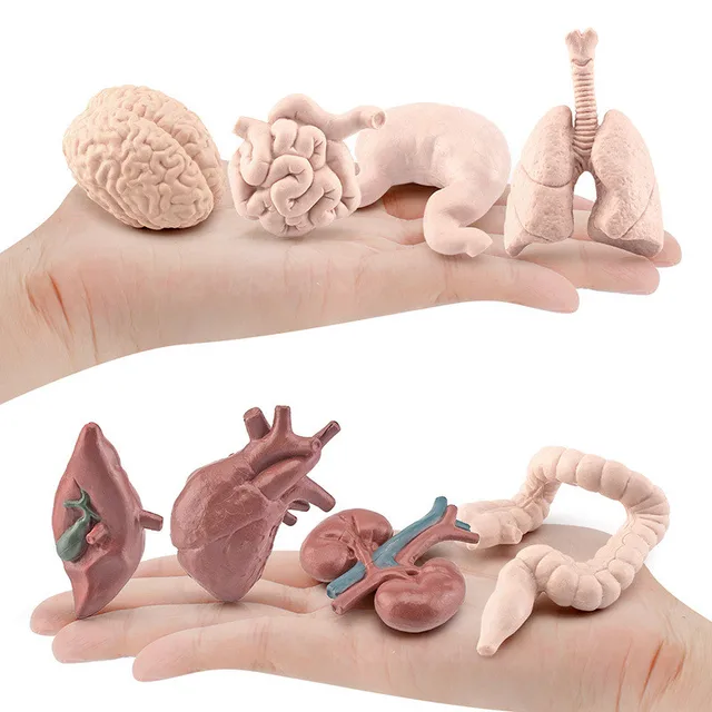 8Pcs Simulation Human Torso Body Organ Miniature Anatomy Organs Model ...