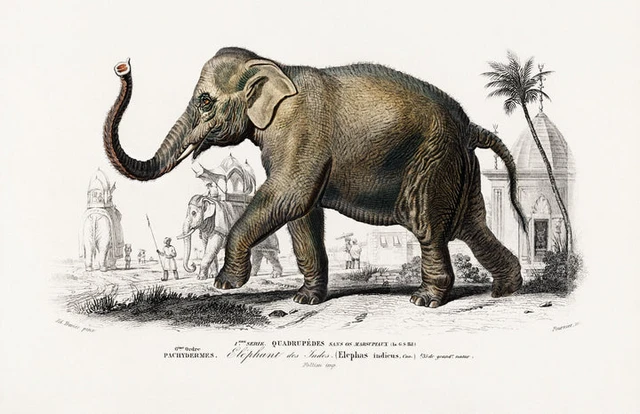 Chinese Elephant Drawing