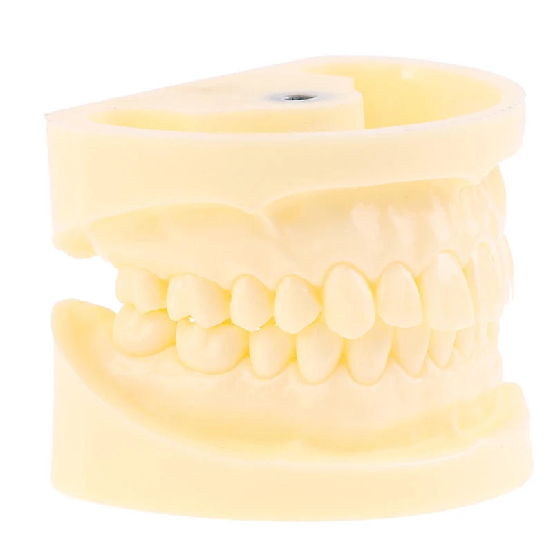 Teeth Dentists Practicing Oral Practice Dentist Exam Preparation Tooth ...