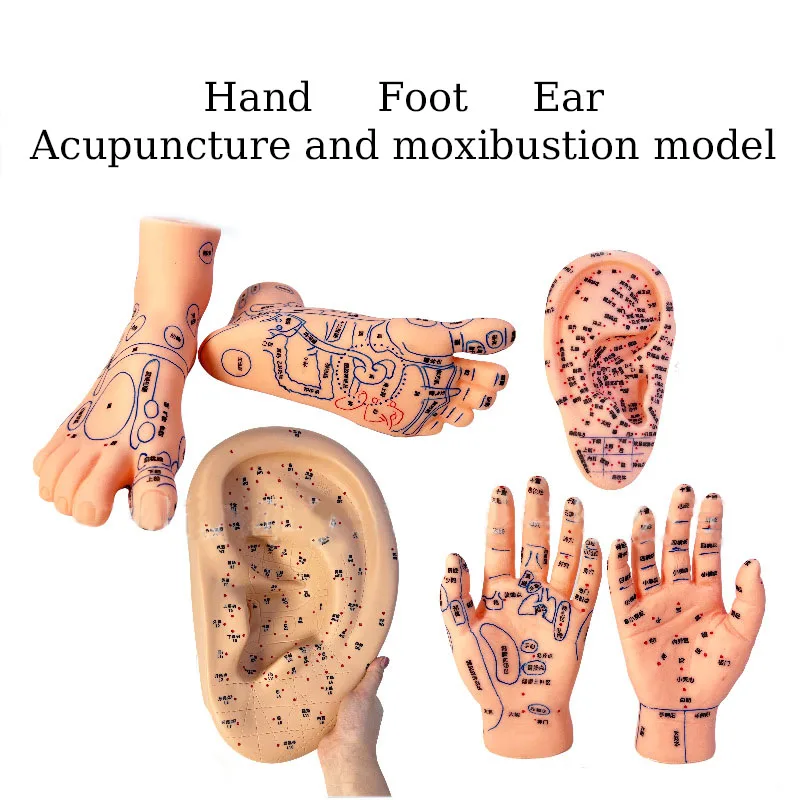 Hand-And-Foot-Ear-Acupoint-Model-Meridian-Massage-Acupuncture-And ...