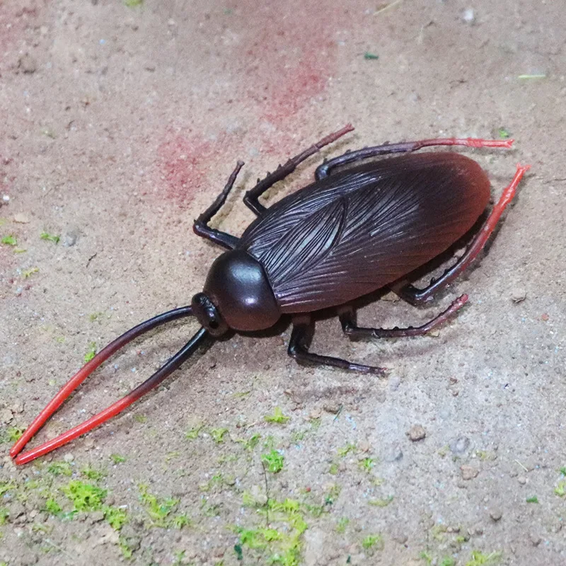 Blattodea Model Cockroach Wild Animal Figure Roach Black Beetle ...