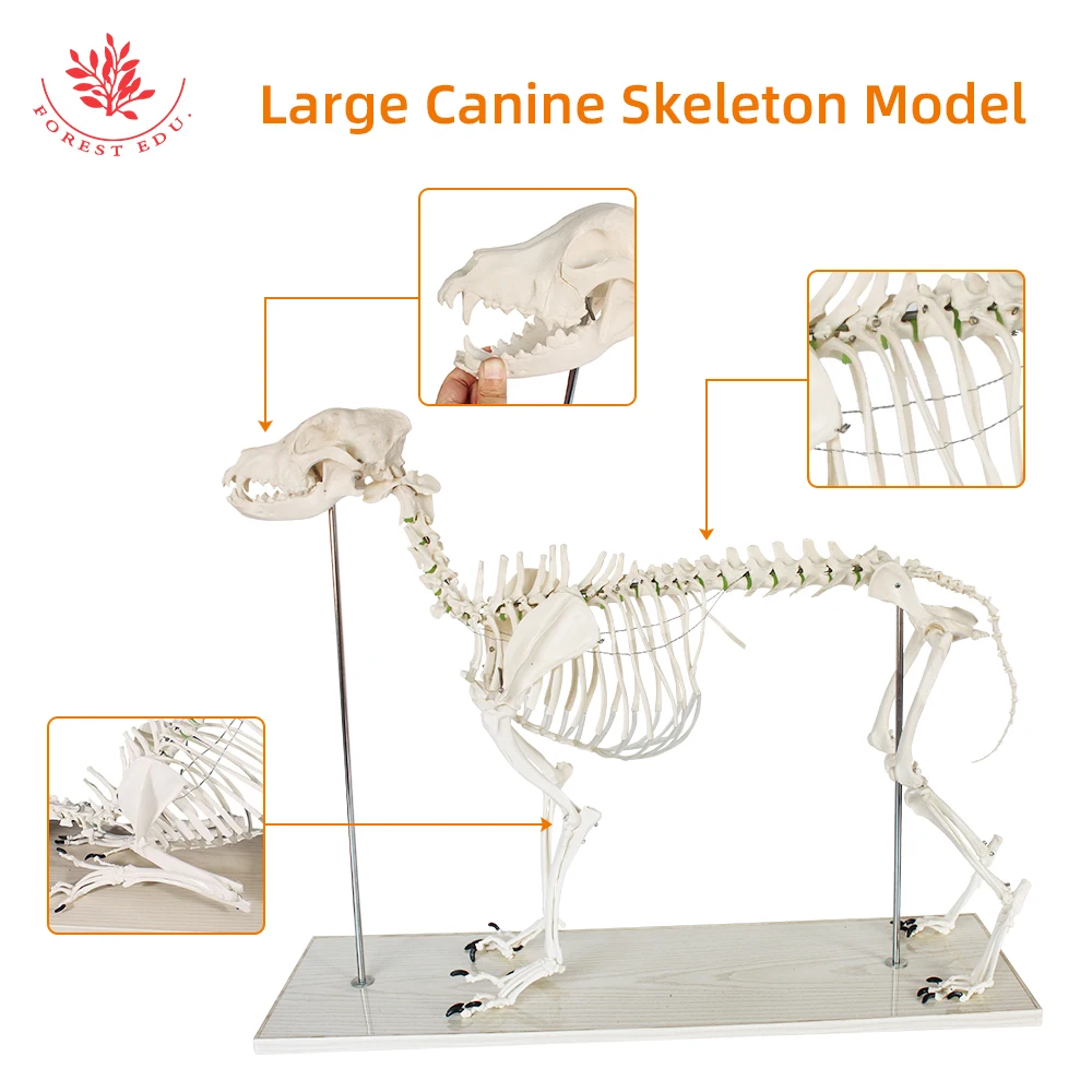 Dog-Model-High-Quality-Medical-Model-Veterinary-Biology-Animal-Big-Dog ...