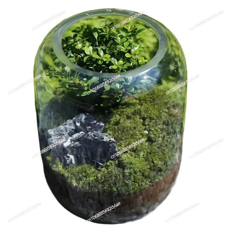 Moss-Plant-Micro-Landscape-Glass-Flower-Container-Small-Leaf-Red-Nan ...