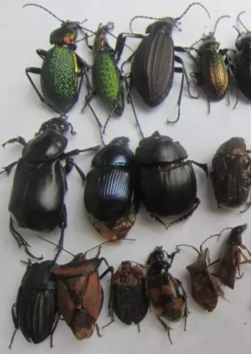 Esp-cimen-de-insectos-reales-armaduras-de-Dragonfly-step-armadura-de ...