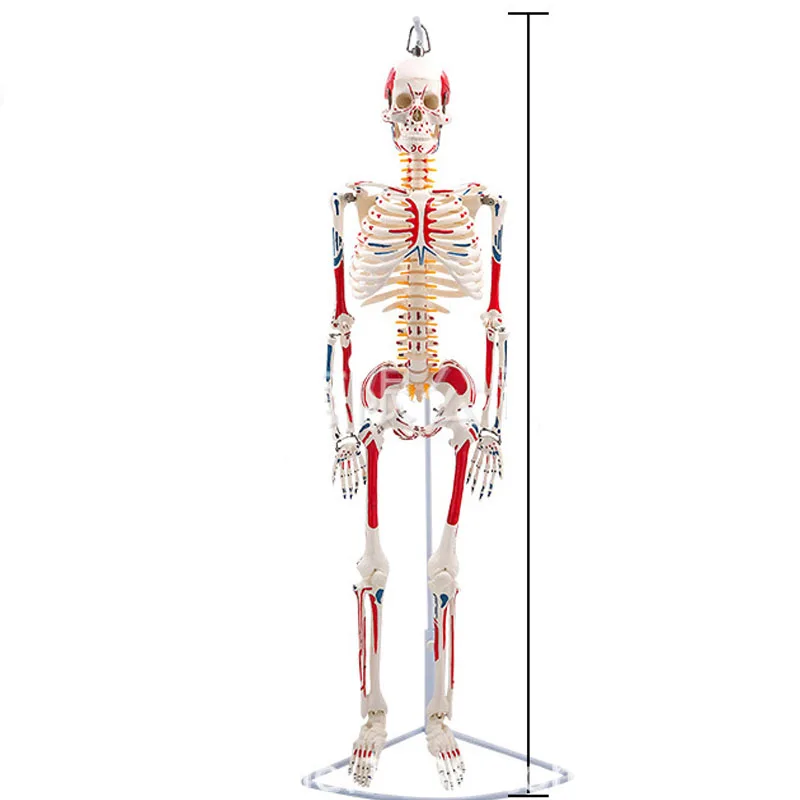 Human Skeleton Model Labeled
