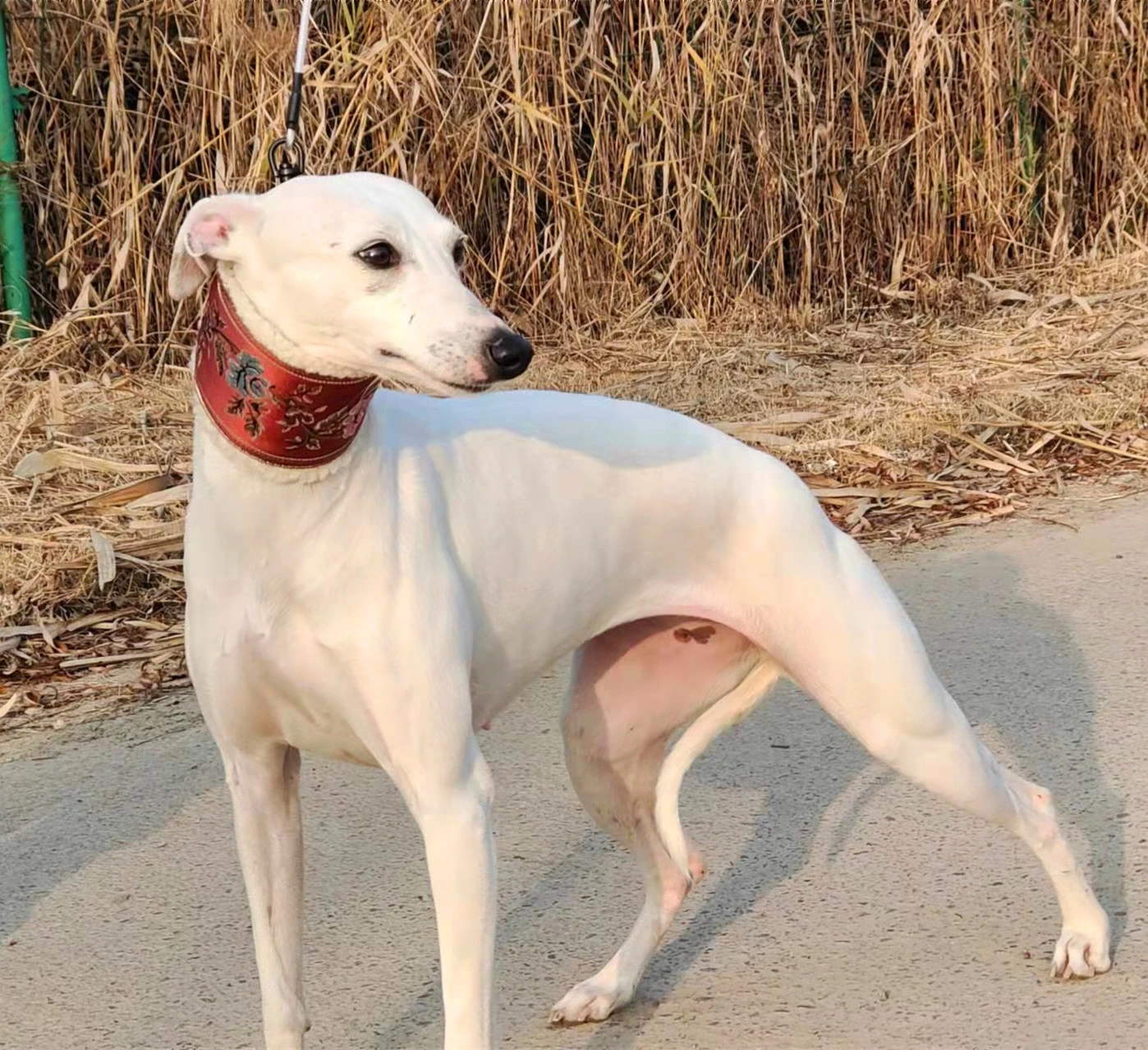 Cream Italian Greyhound