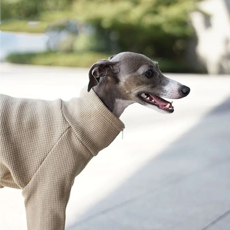 Italian Greyhound Coat