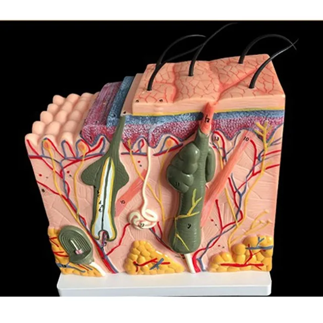 Biology Teaching Model Anatomy Model Science Models For Classroom Fake ...