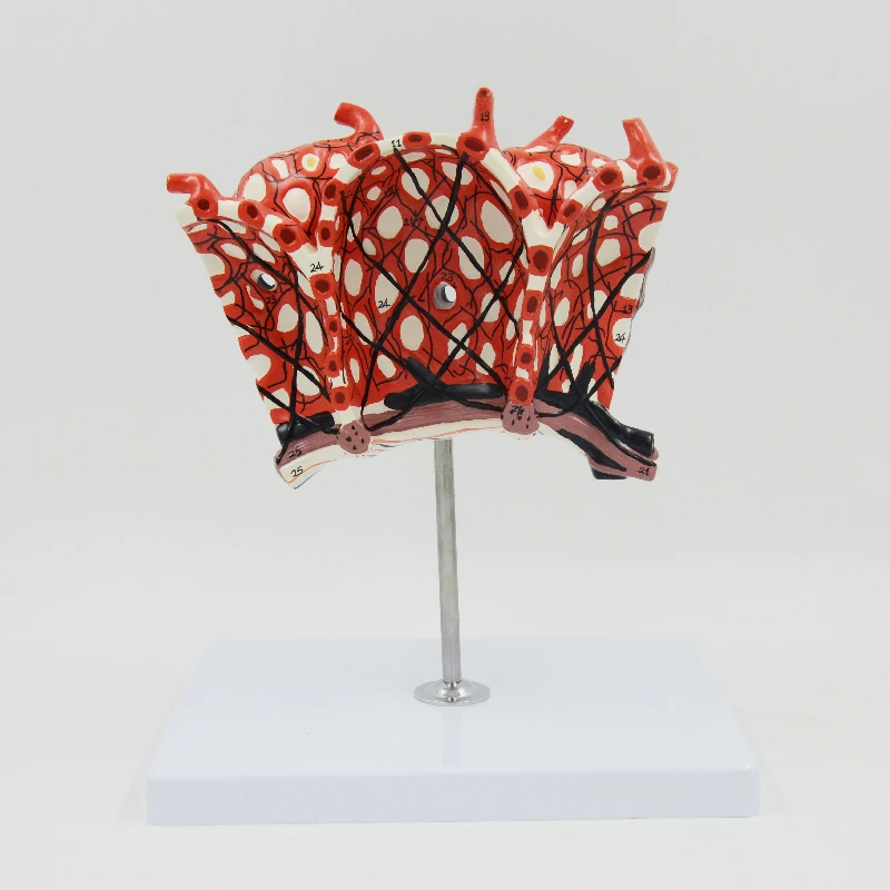Pulmonary-Alveoli-Model-Alveolus-Alveolar-Epithelium-Saaccules-Human ...