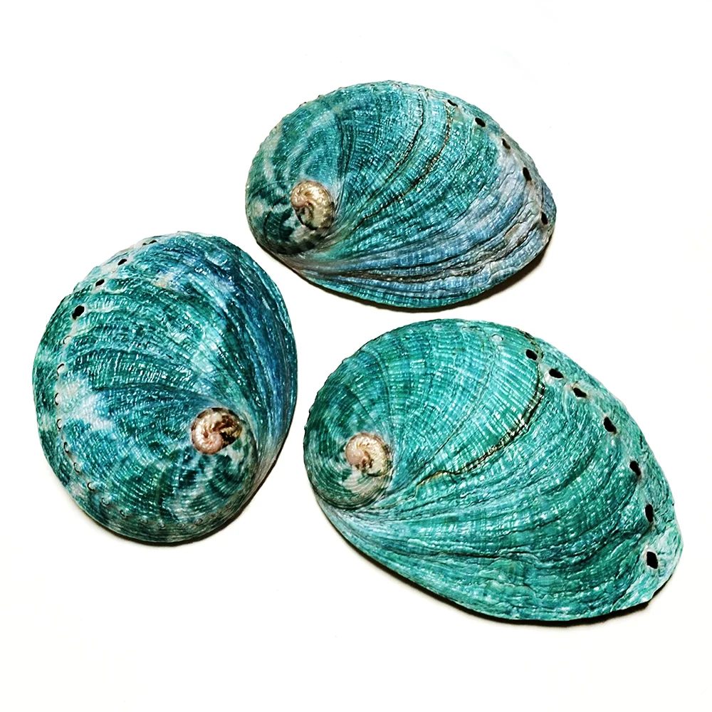 2-PCS-Natural-Green-Abalone-Shell-Bowl-Home-Aquarium-Landscape-DIY ...