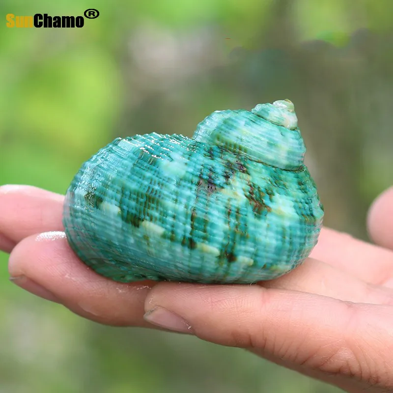 Natural Conch Shell Hermit Crab Fish Special Aquarium Decorations Tank ...