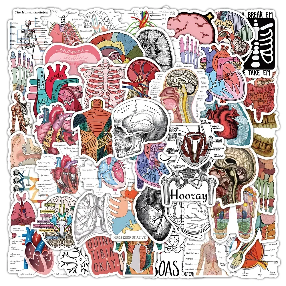 50Pcs Anatomy Physiology Human Organs Stickers Body Structure ...