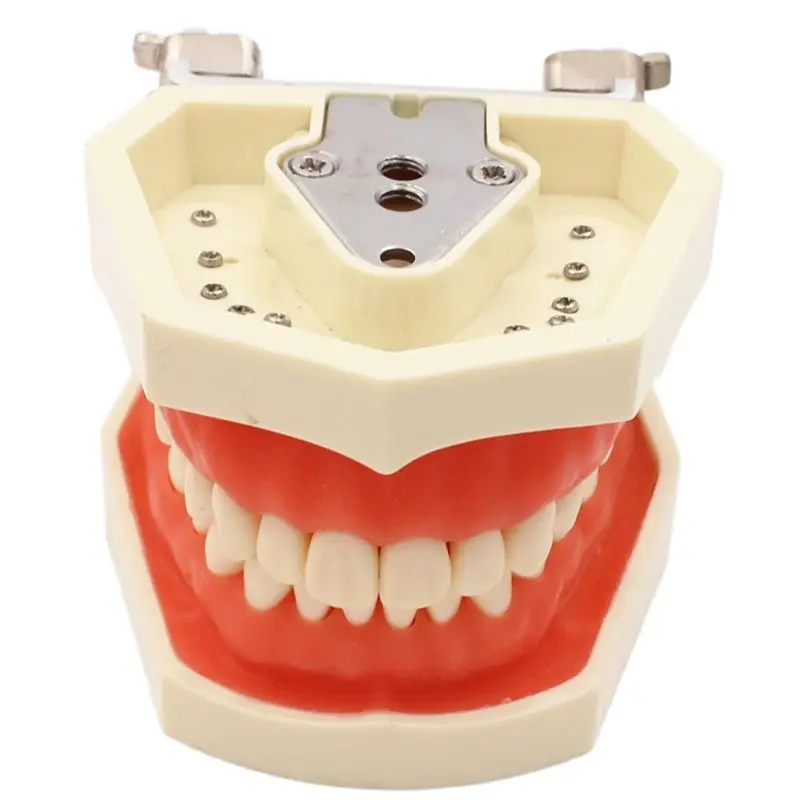 Dental-model-Teeth-model-gum-teeth-Teaching-Model-Standard-Dental ...