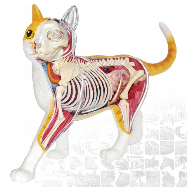 Cat Body Parts For Kids