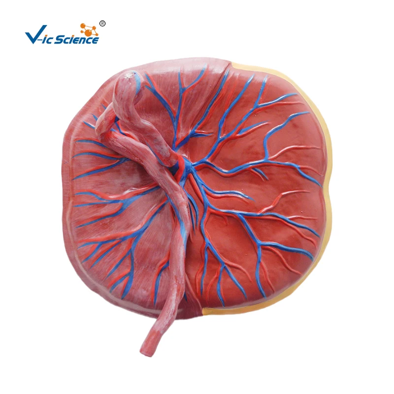 Medical Education Advance Placenta Anatomy Model - buy at the price of ...