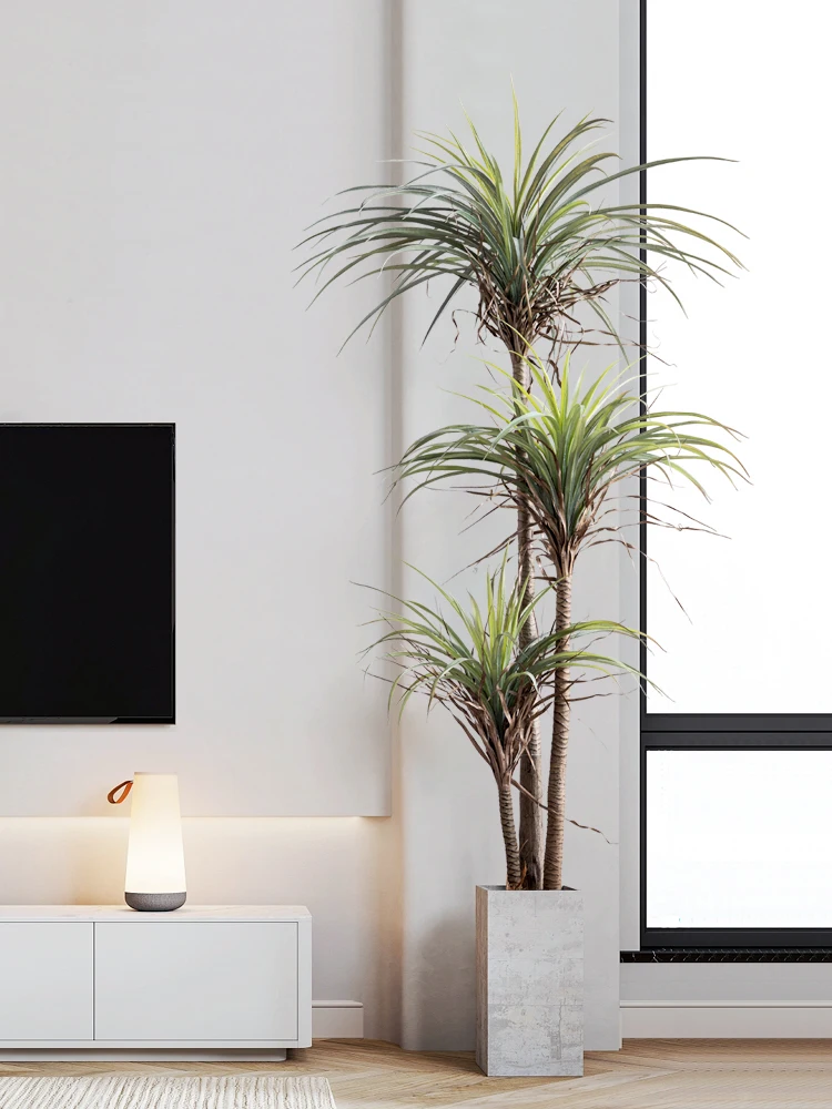Indoor Potted Trees