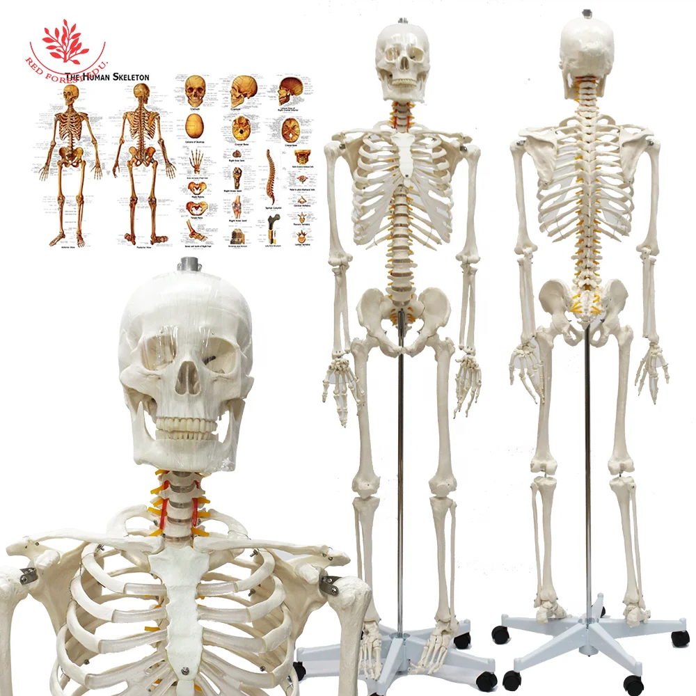 Human Skeleton Model Life Size 176cm High Quality Real Bone Texture ...