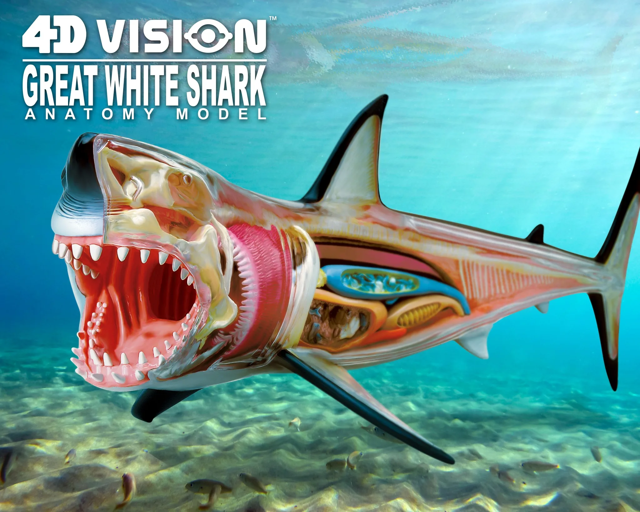 Great White Shark Anatomy Model