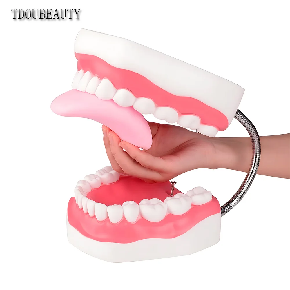 Mouth-Model-Metal-Hinge-for-Speech-Therapy-Ideal-Brushing-Teaching ...