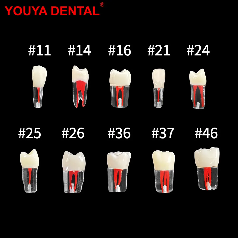 Youya-Dental-Tooth-Model-Root-Canal-Training-Model-Simulation-Dentistry ...