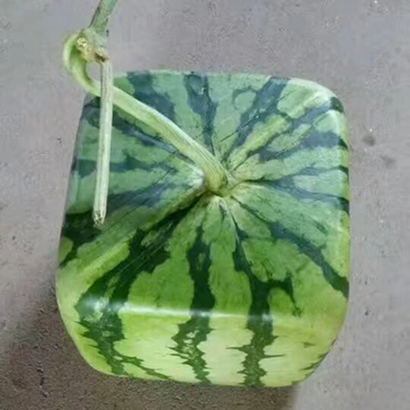 Square Watermelon Mold