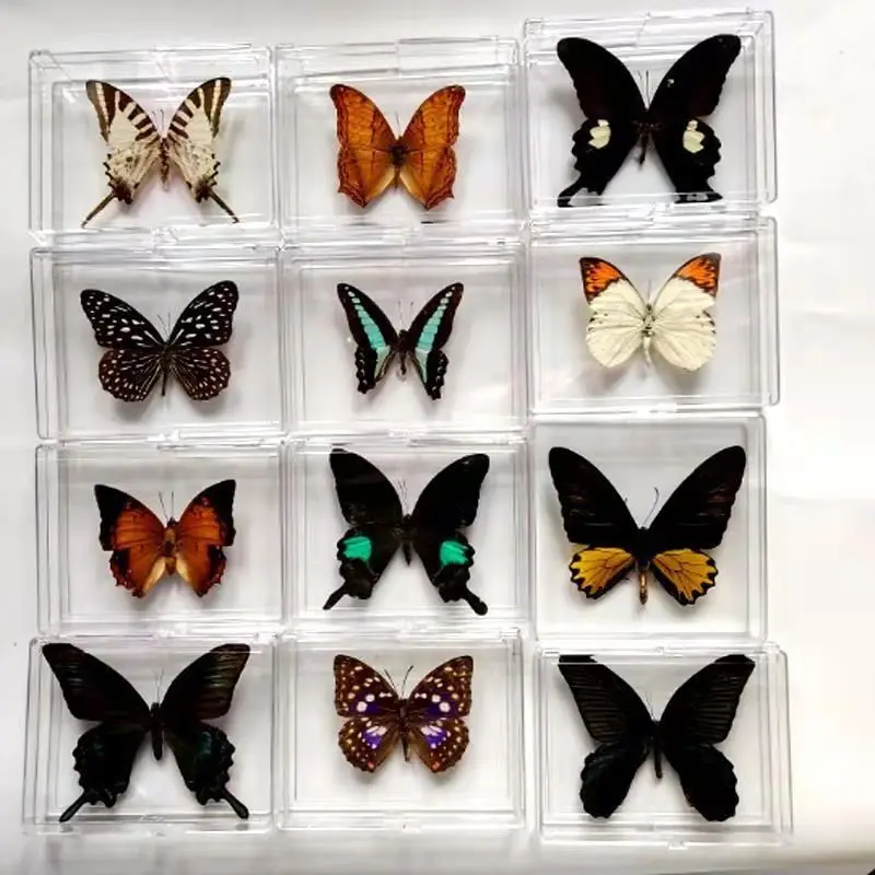 1pc-Natural-Real-Butterfly-Specimen-With-Box-Colorful-Mixed-Butterfly ...
