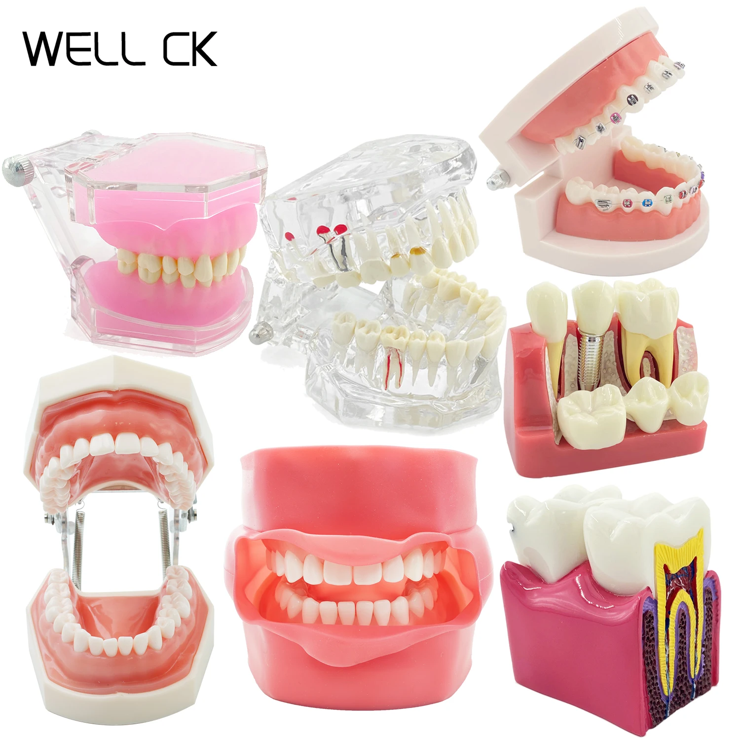 Dental Teeth Model Dental Teaching Models Periodontics Implant ...