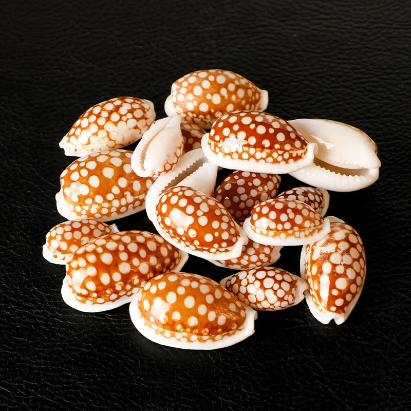 Coquillages-de-Mer-Naturels-Pr-cieux-Collection-de-Conques-D-coration ...