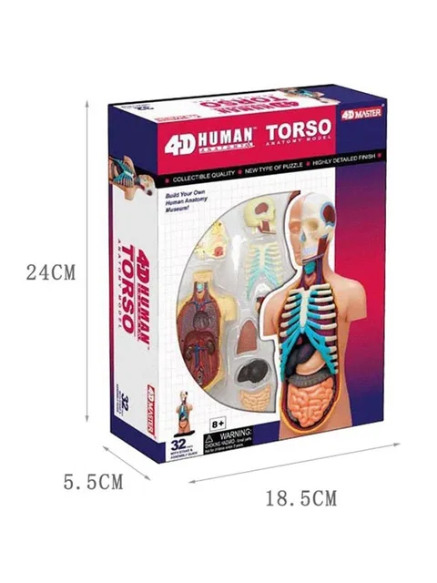Anatomía Del Torso Clásico Uni Torso Modelo De Anatomía Del Torso