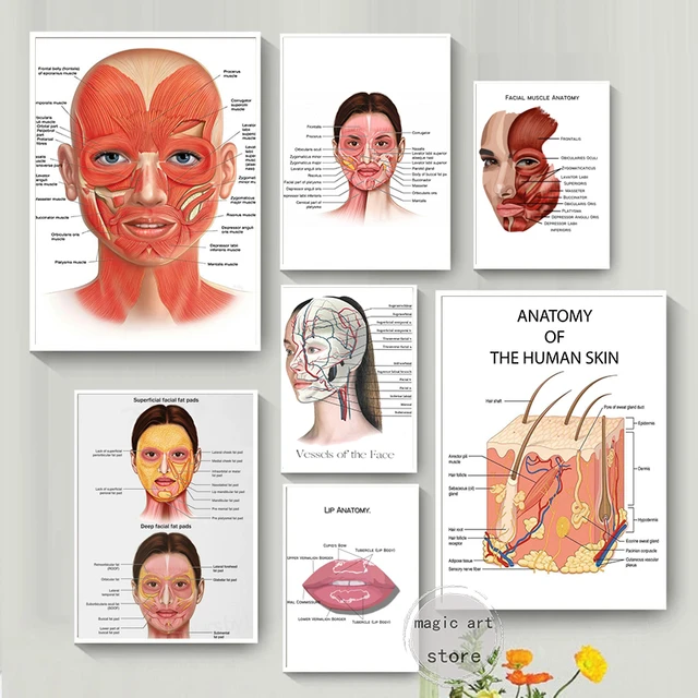 Human Anatomy Art Face