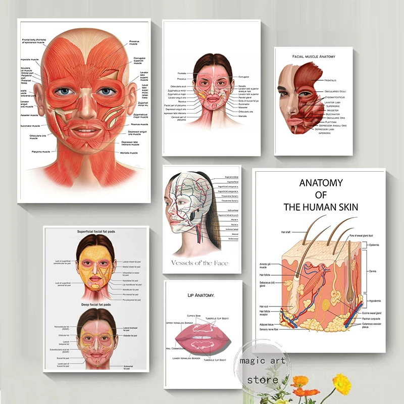 Facial Anatomy Mannequin at Douglas Hammond blog