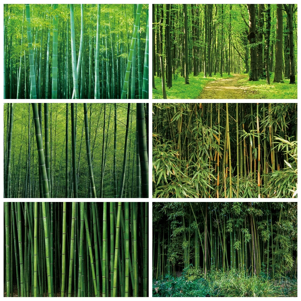 Spring-Bamboo-Forest-Scene-Photography-Backdrop-Green-Natural-Landscape ...