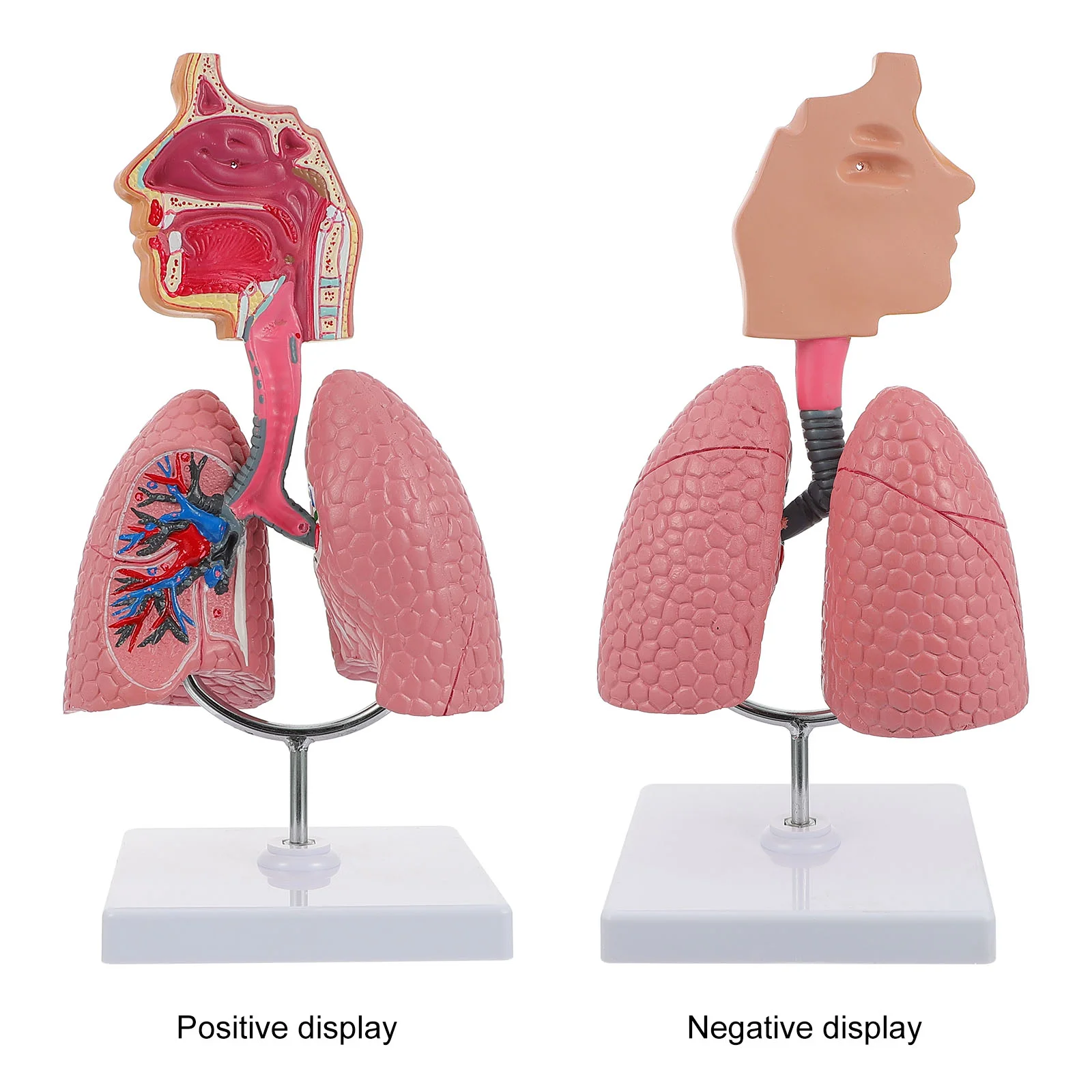 Human Respiratory System Model For Kids