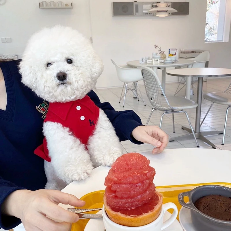 Red-Dog-Clothes-Summer-Pet-Vest-Teddy-Polo-Shirt-Bichon-Shirt-Collar ...