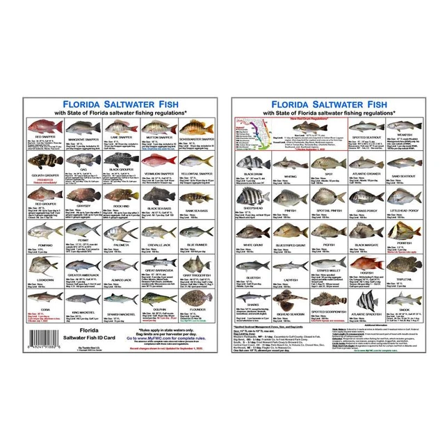 Atlantic Saltwater Fish Chart