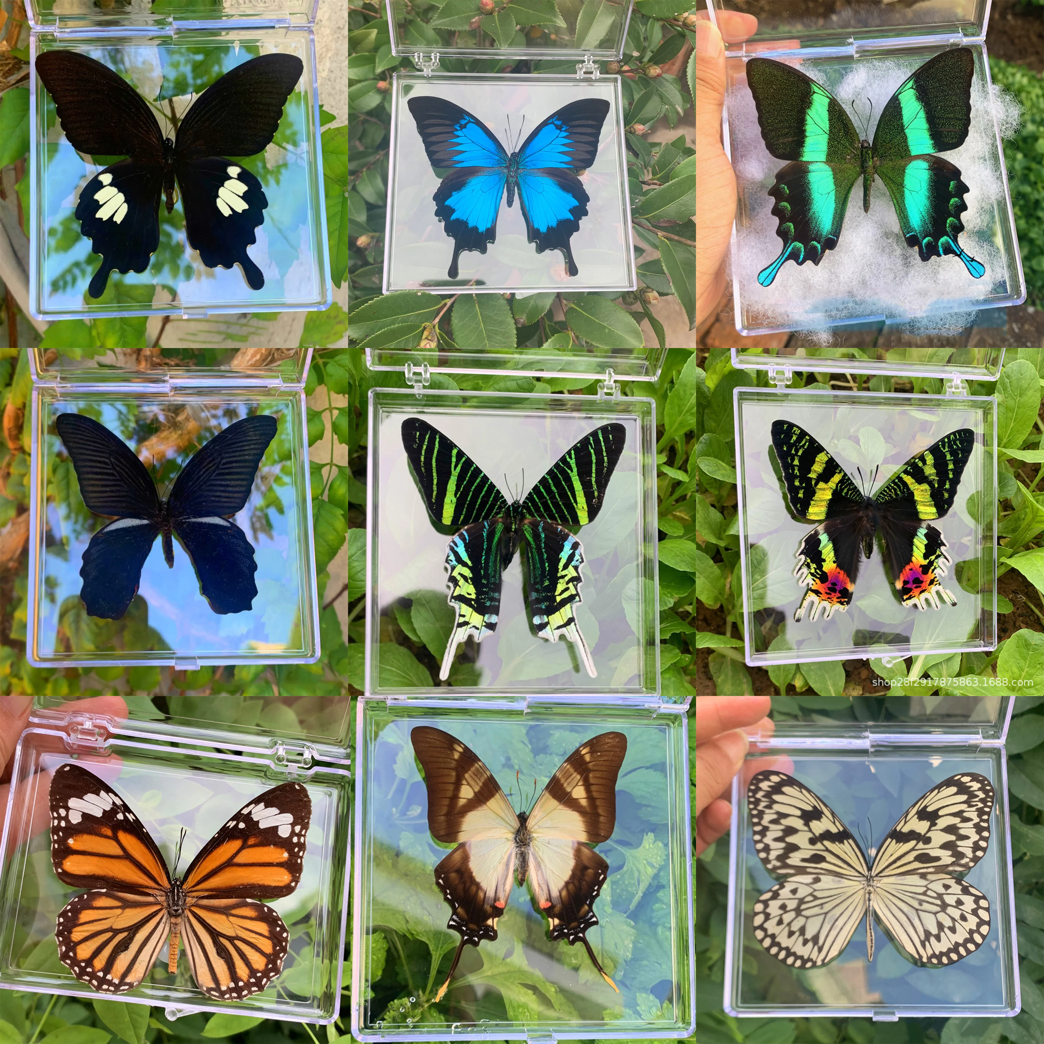 Natural-Real-Butterfly-Specimens-Rare-And-Exquisite-Specimens-For-Home ...