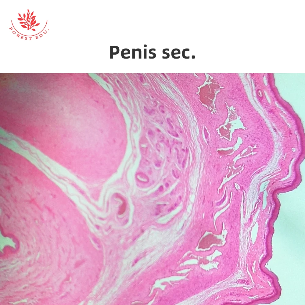 Sperm Testis Slide Labeled