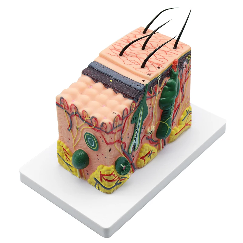 Human-Anatomical-Skin-Subcutaneous-Tissue-Dissection-model-school-model ...