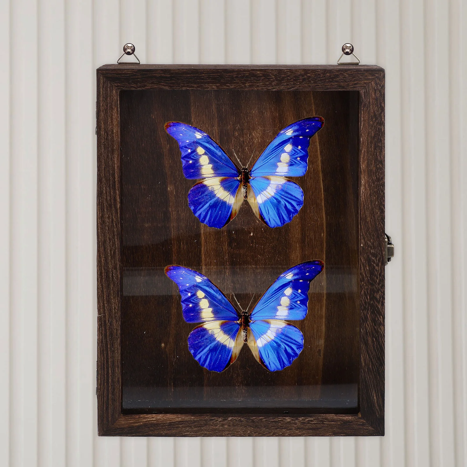 Insect-Specimen-Insect-Dustproof-Specimen-Case-Butterflies-Storage-Box.jpg