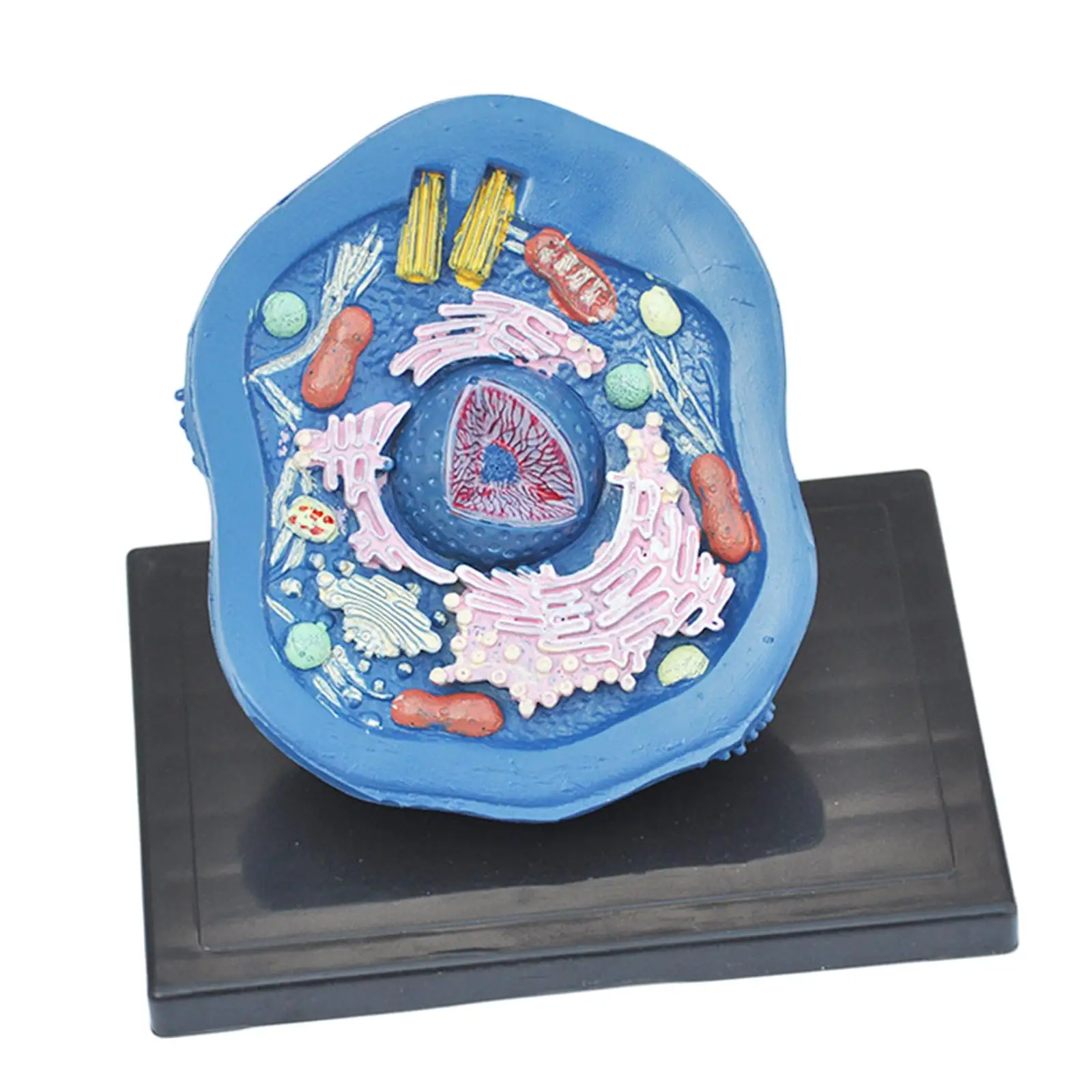 Cell Anatomy Model View All Major Organelles Educational Science Kits ...