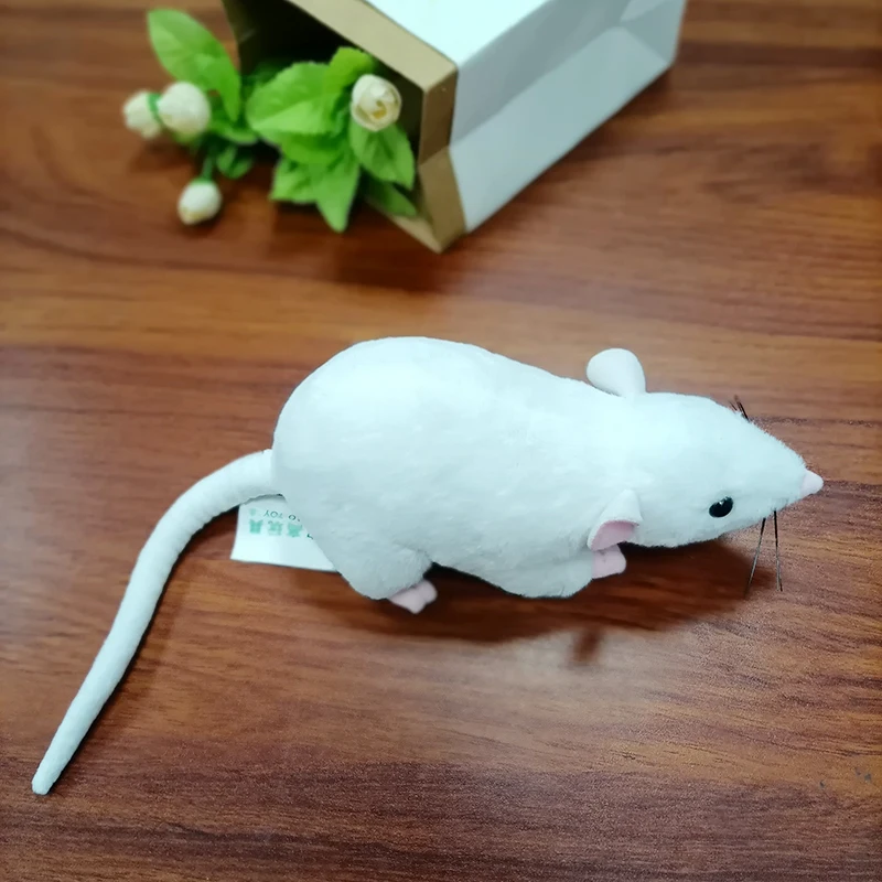 Cute White Rats